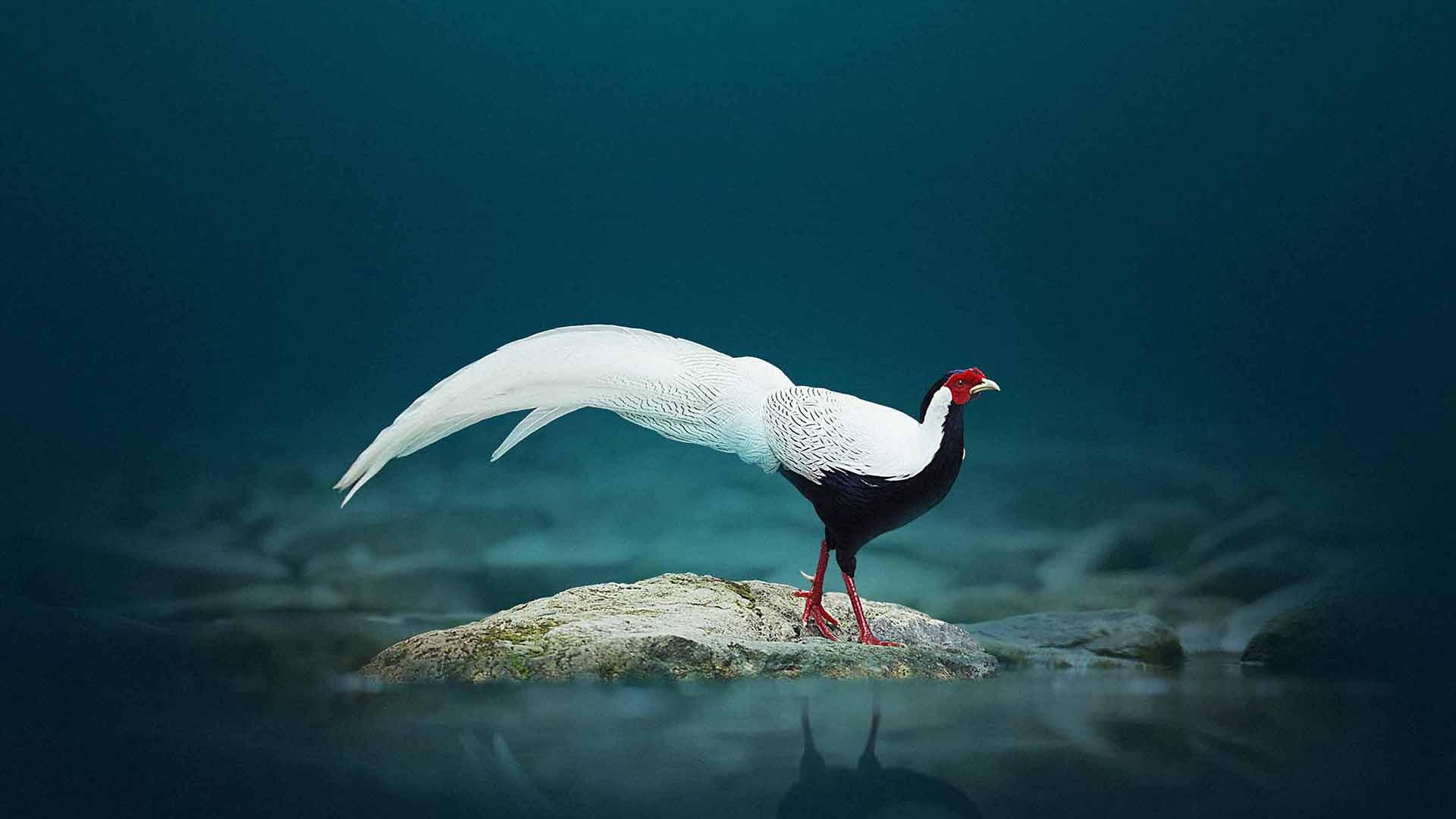 China's Wild Guangdong | BBC Earth | BBC Asia